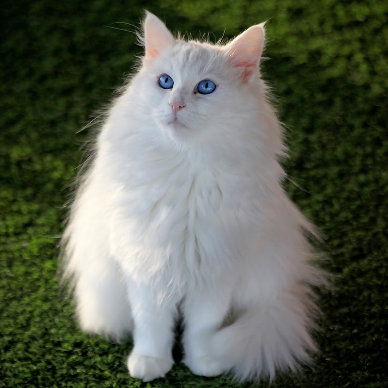 Turkey’s endemic species reflect Anatolia’s rich natural heritage - All ...