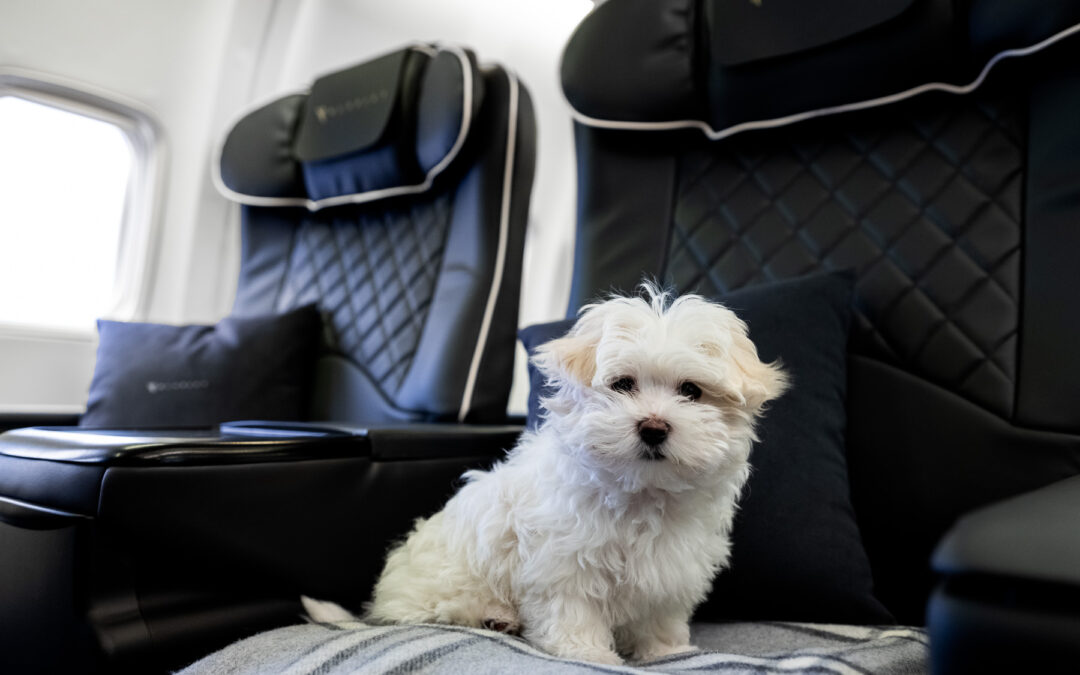 Pets on Jets: Why Rich and Famous Travel with Animals - All Inclusive
