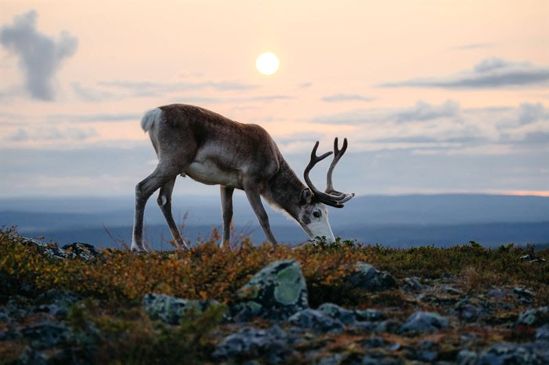 World’s First Reindeer Influencer Offers Free Summer Trips to Finnish ...